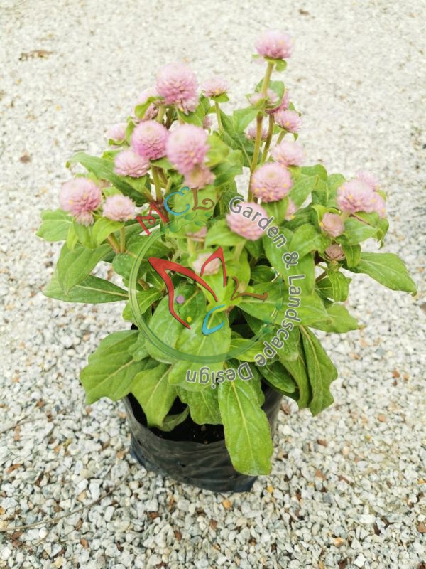 Bunga Butang (Gomphrena globosa) For Sale