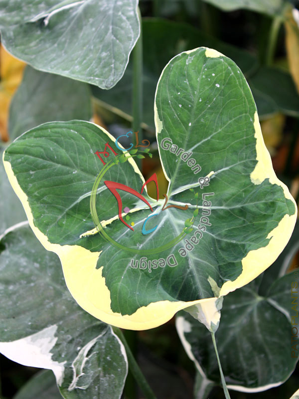 Mickey Mouse Plant Alocasia