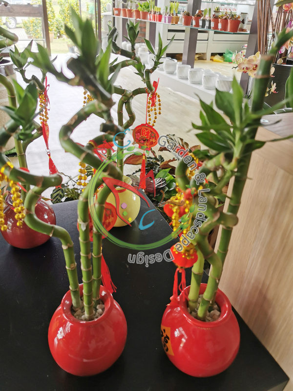 Chinese New Year Bamboo Plant Malaysia
